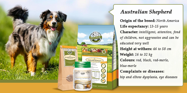 Australian Shepherd Food