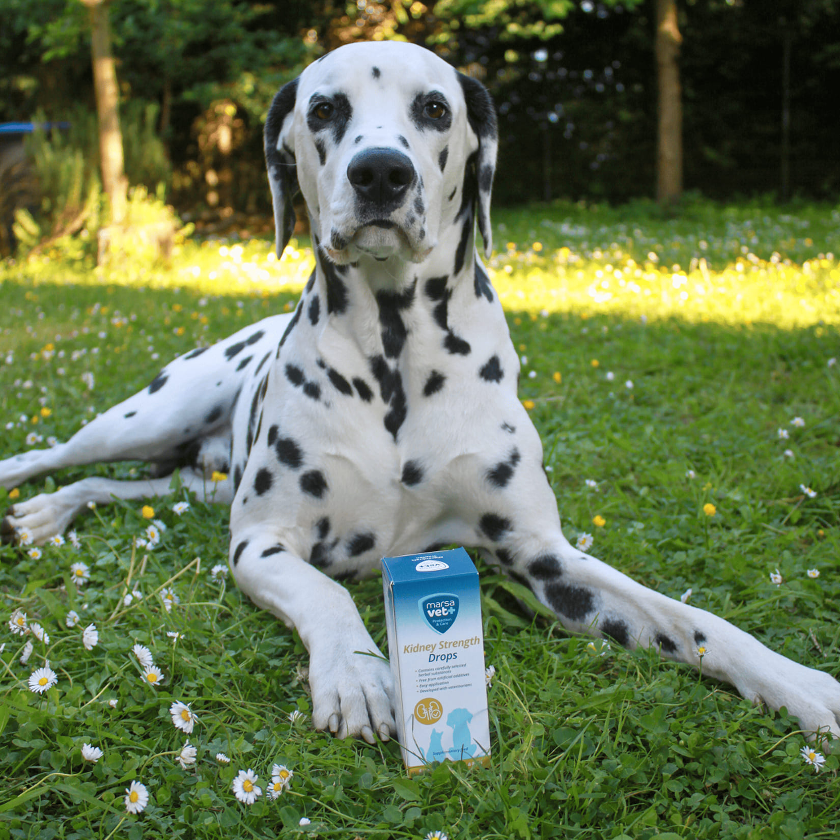 Marsavet Nierenkraft Drops - Supplementary feed for dogs, cats, birds ...